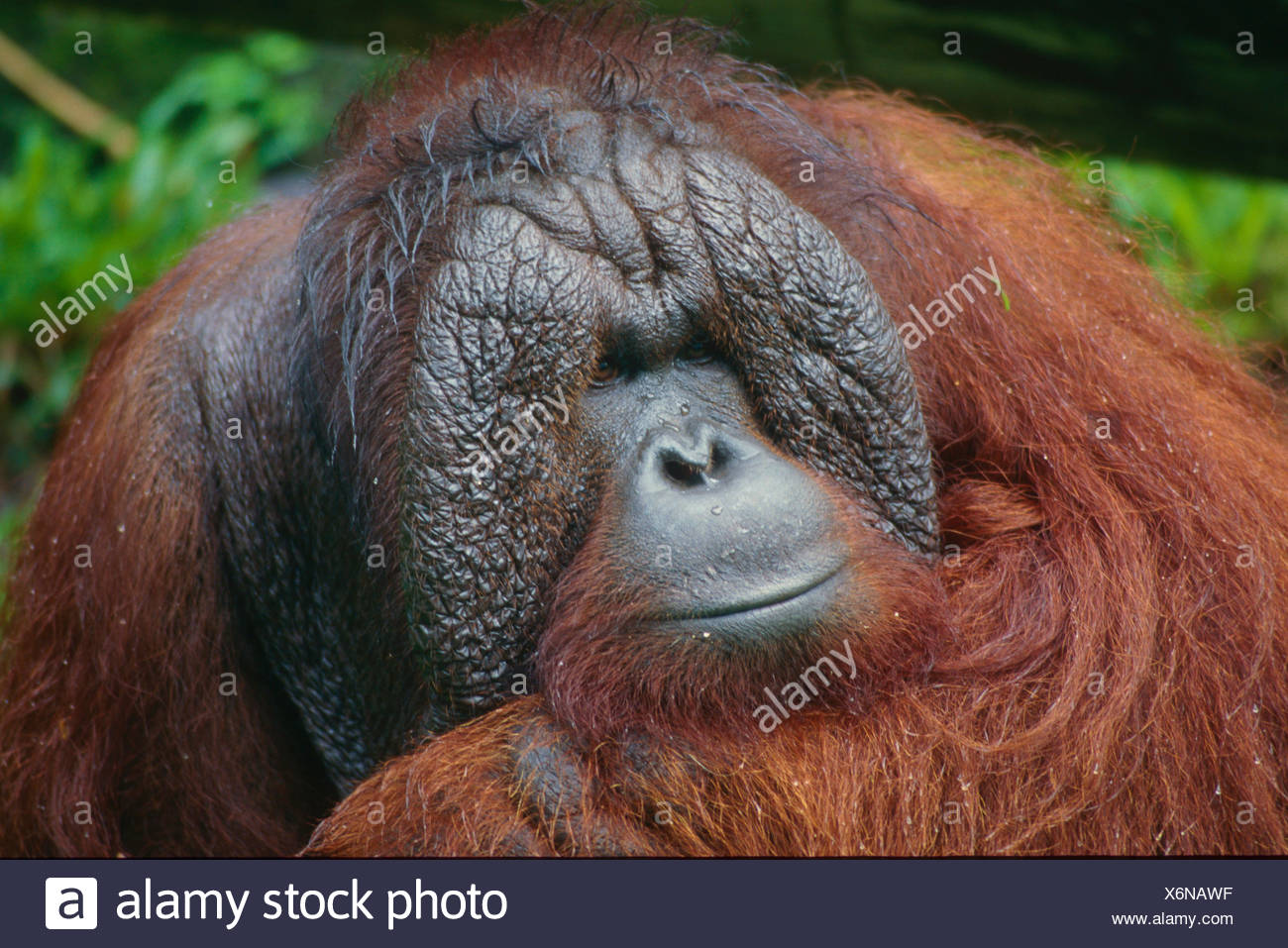 Anthropoid High Resolution Stock Photography and Images - Alamy