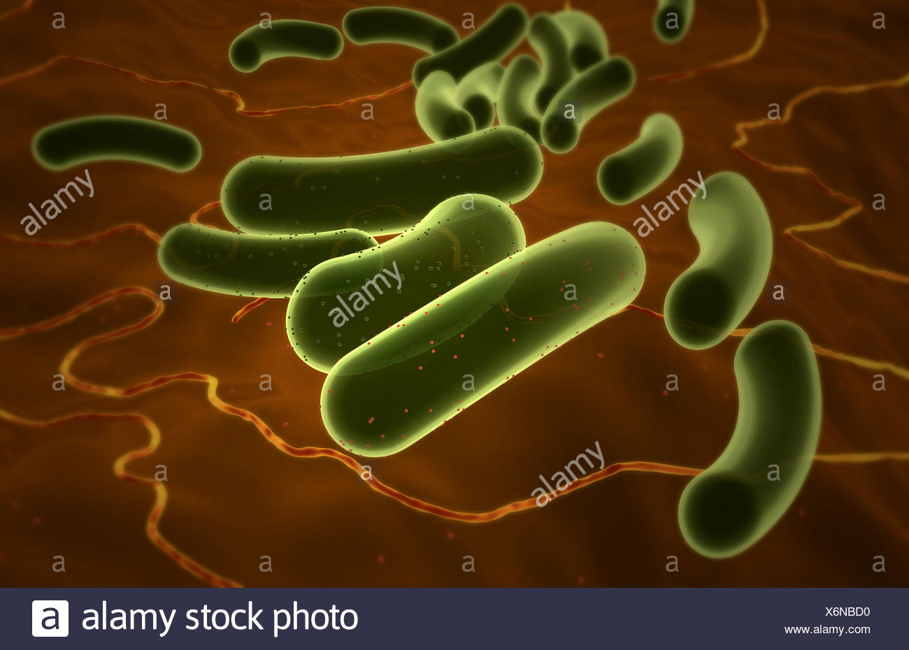 E.coli Bacteria High Resolution Stock Photography and Images - Alamy