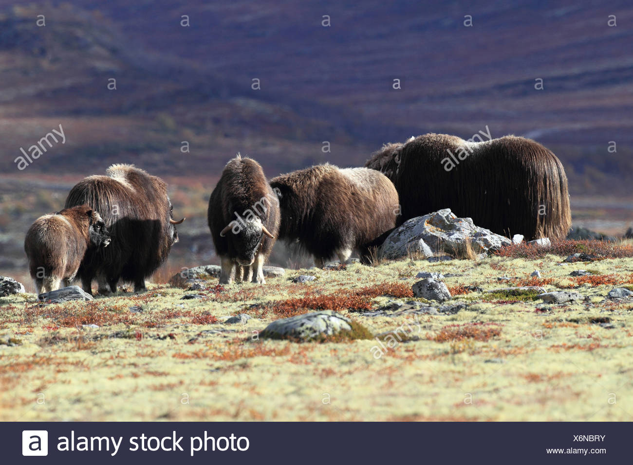 Indian Ox Stock Photos & Indian Ox Stock Images - Alamy