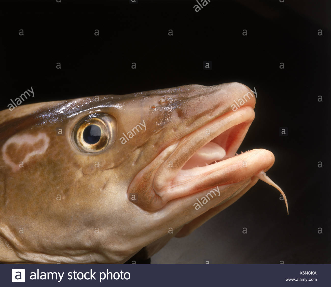 Atlantic Cod Fishing High Resolution Stock Photography and Images - Alamy