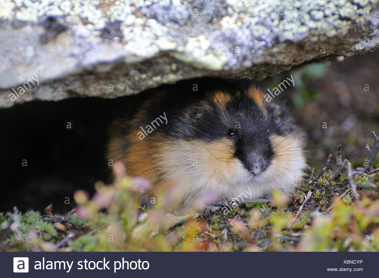 Lemmings Lemming High Resolution Stock Photography and Images - Alamy