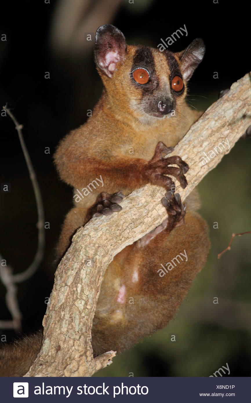 Phaner Pallescens High Resolution Stock Photography and Images - Alamy