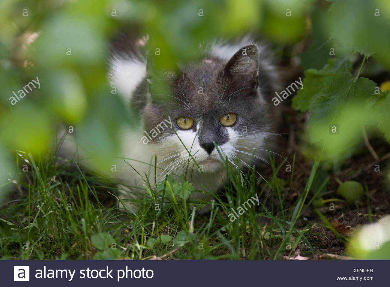 Cat Ready To Pounce Stock Photos & Cat Ready To Pounce Stock Images - Alamy
