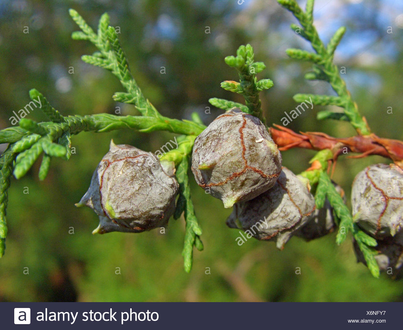 Gowen High Resolution Stock Photography and Images - Alamy