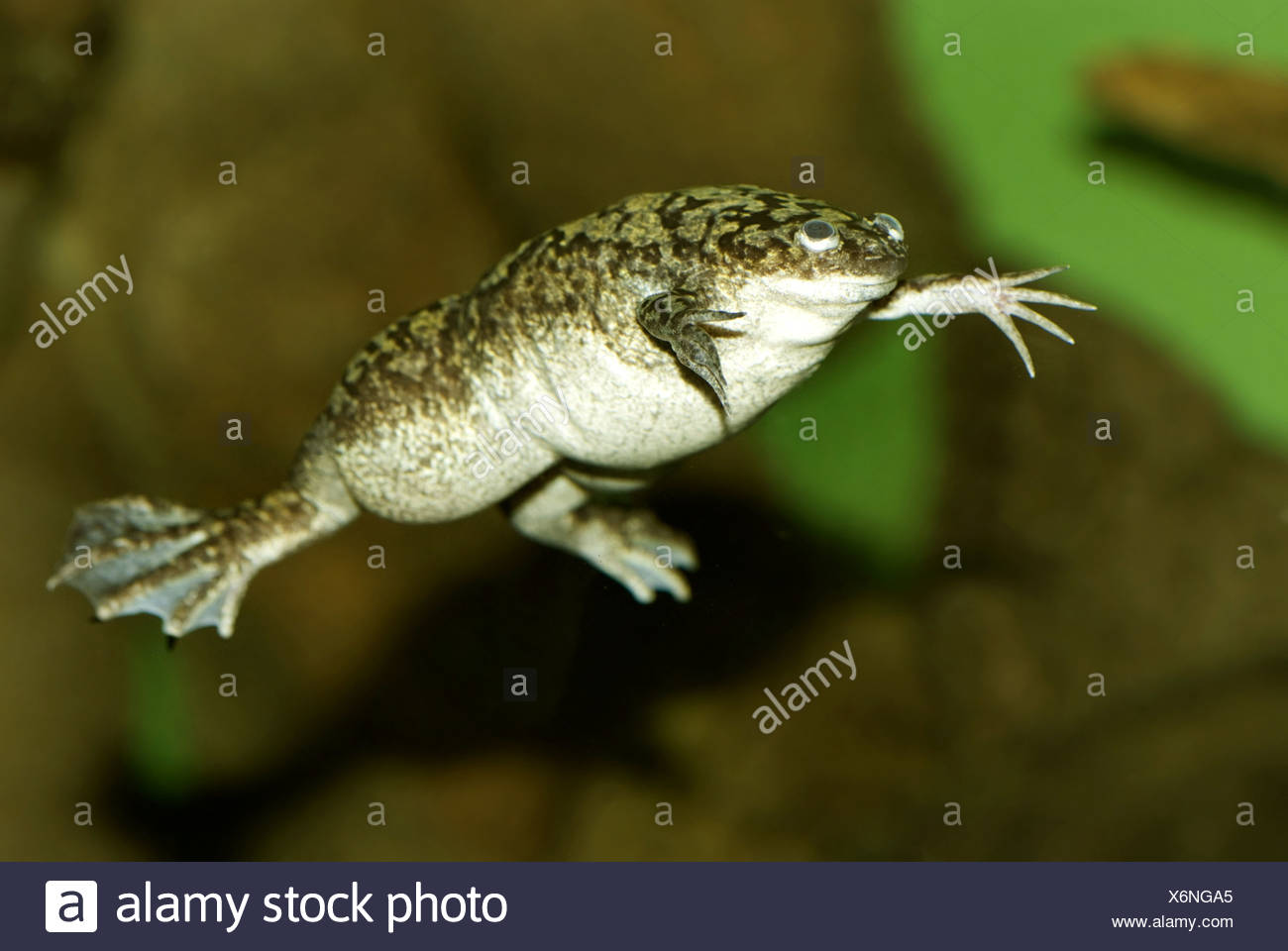 Xenopus Laevis Frog