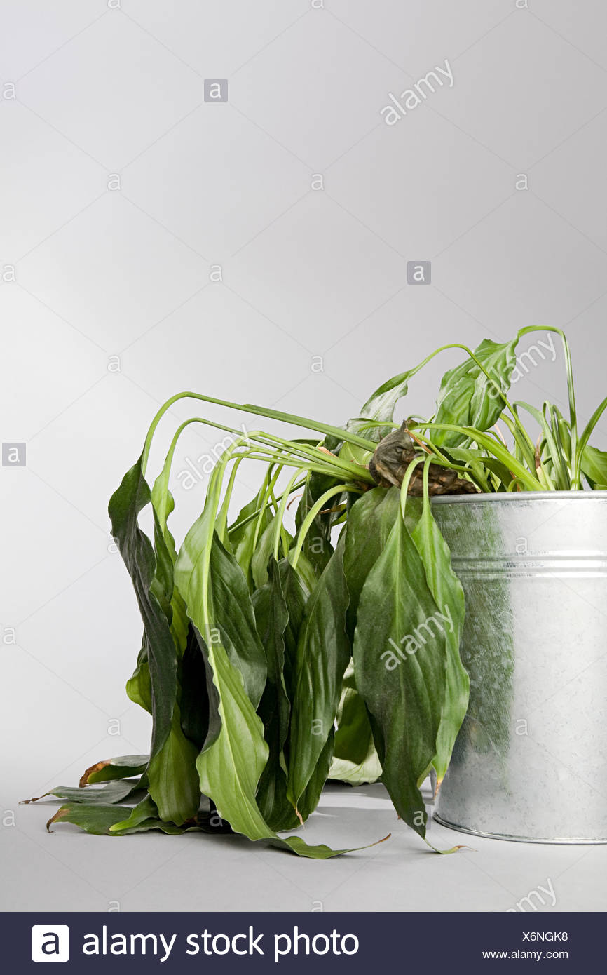 Dying Plant High Resolution Stock Photography and Images - Alamy