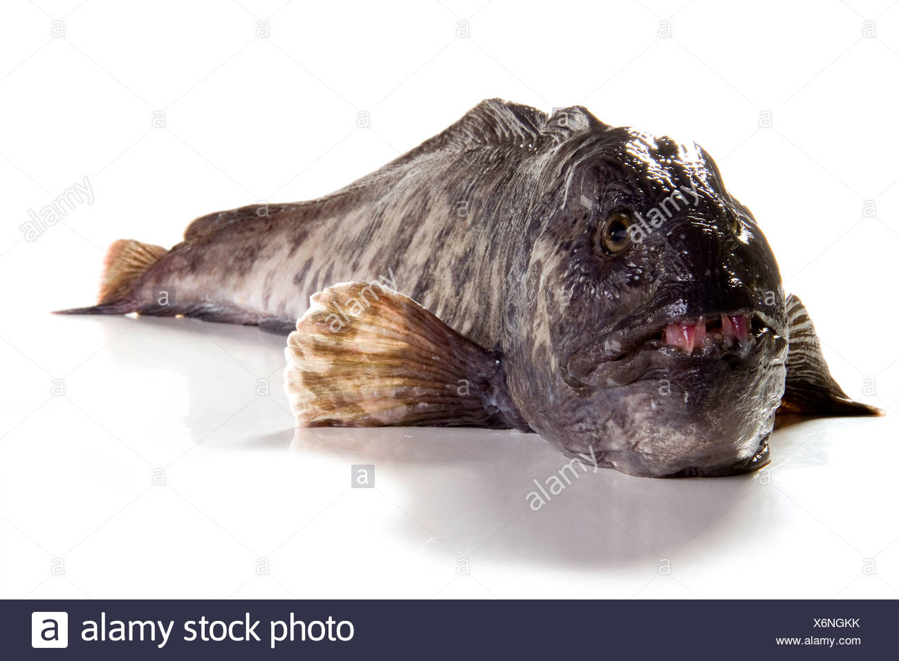 Wolffish High Resolution Stock Photography and Images - Alamy