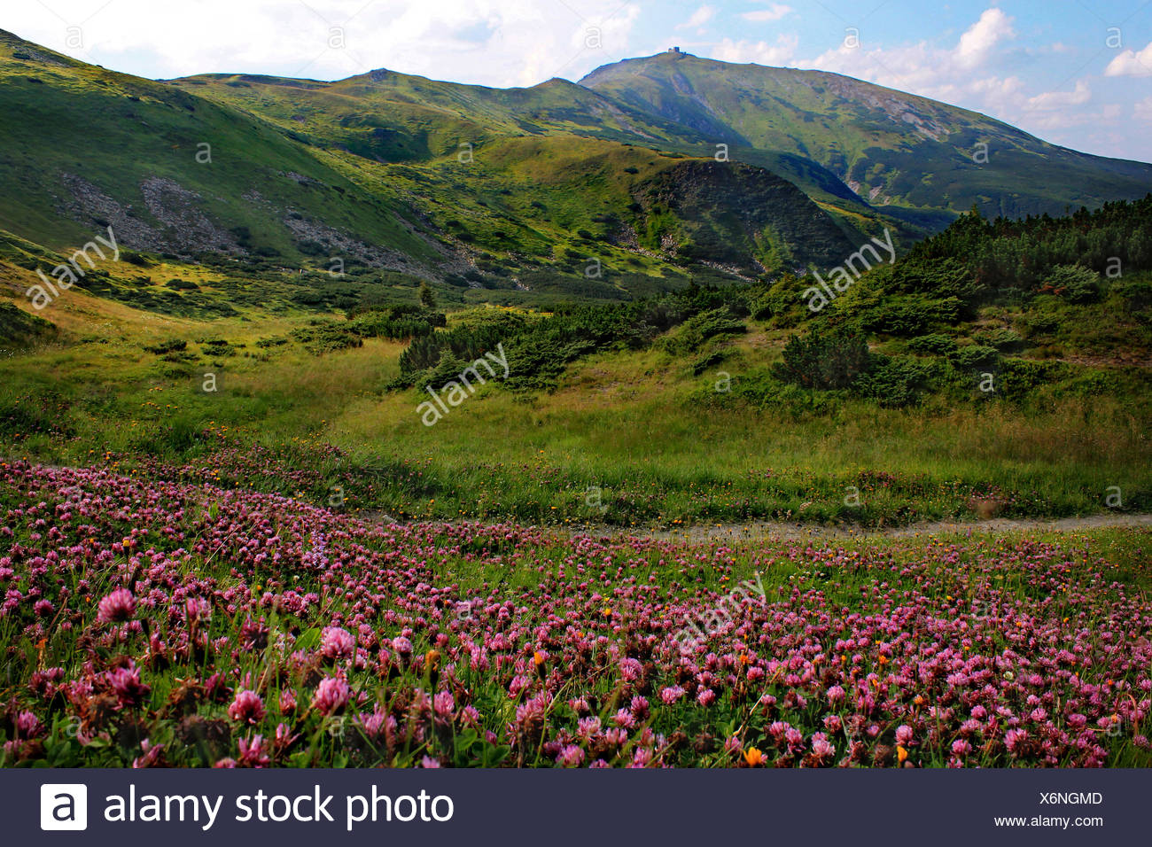 Pip Ivan High Resolution Stock Photography and Images - Alamy