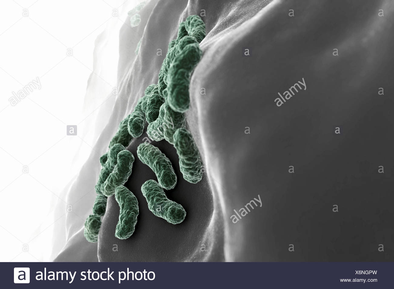 Rod Bacillus Bacteria High Resolution Stock Photography and Images - Alamy