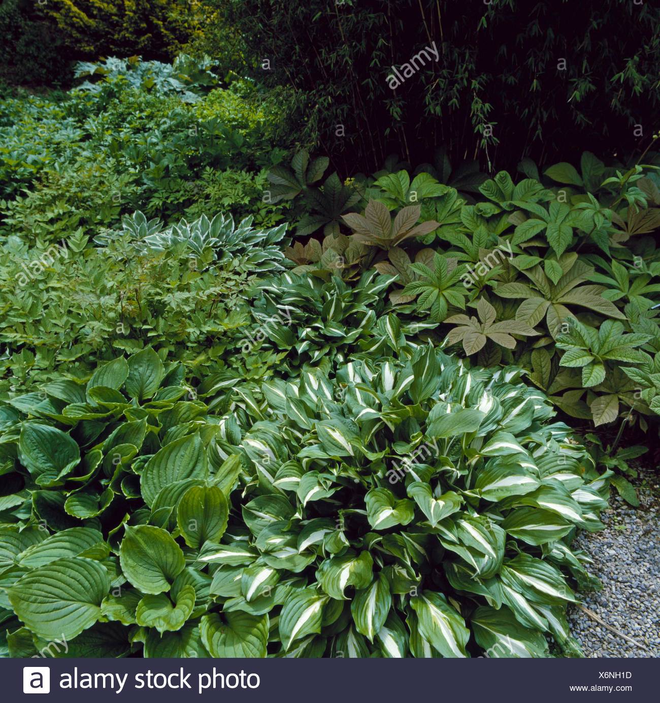 Shade Ground Cover High Resolution Stock Photography and Images - Alamy