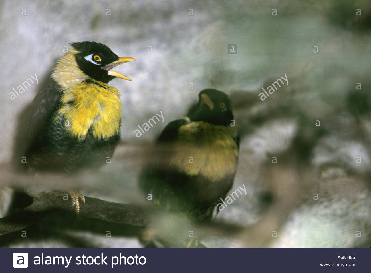Two Starling Birds High Resolution Stock Photography and Images - Alamy