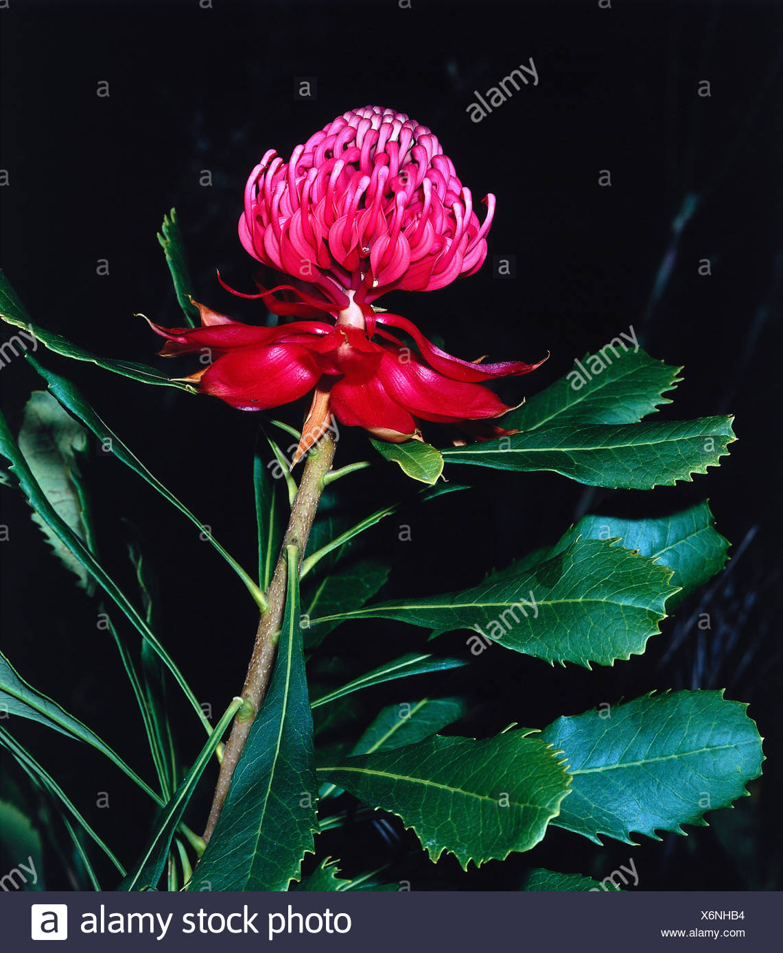 Waratah With Leaves Stock Photos & Waratah With Leaves Stock Images - Alamy
