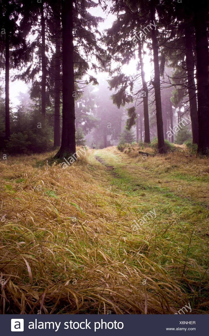 Tree Forest Misty High Resolution Stock Photography and Images - Alamy