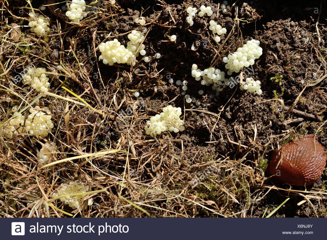 Slug Eggs High Resolution Stock Photography and Images - Alamy