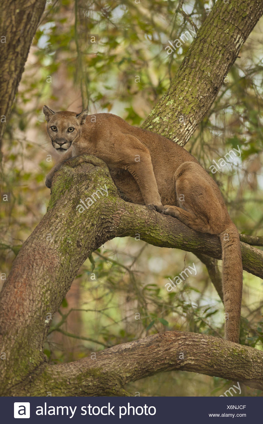 Florida Panther Tree High Resolution Stock Photography and Images - Alamy