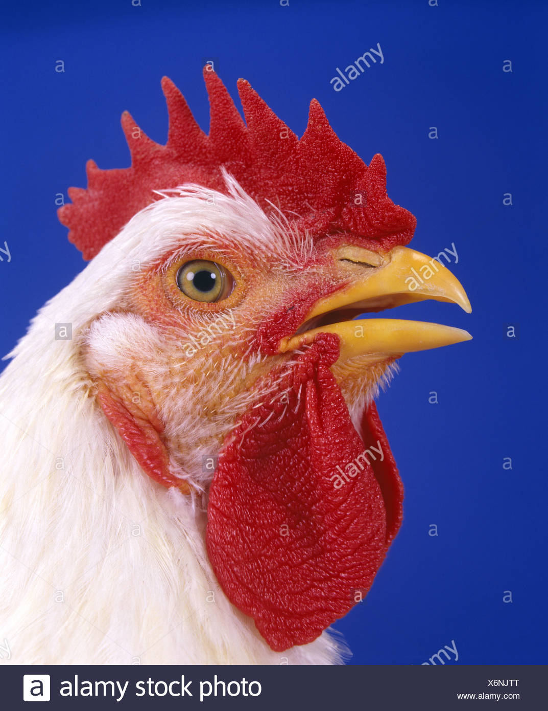Hubbard Chicken High Resolution Stock Photography and Images - Alamy
