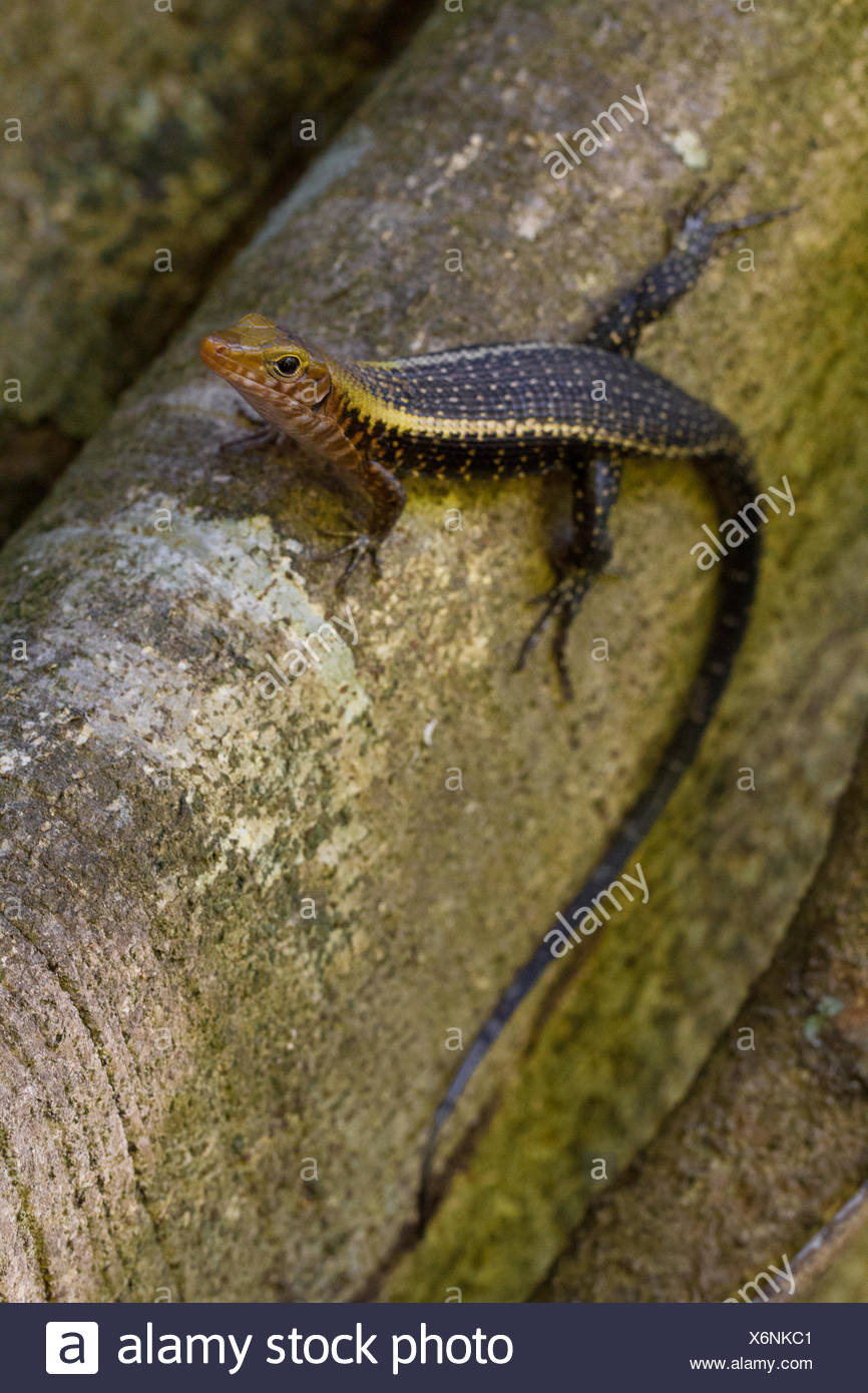Girdled Tree High Resolution Stock Photography and Images - Alamy