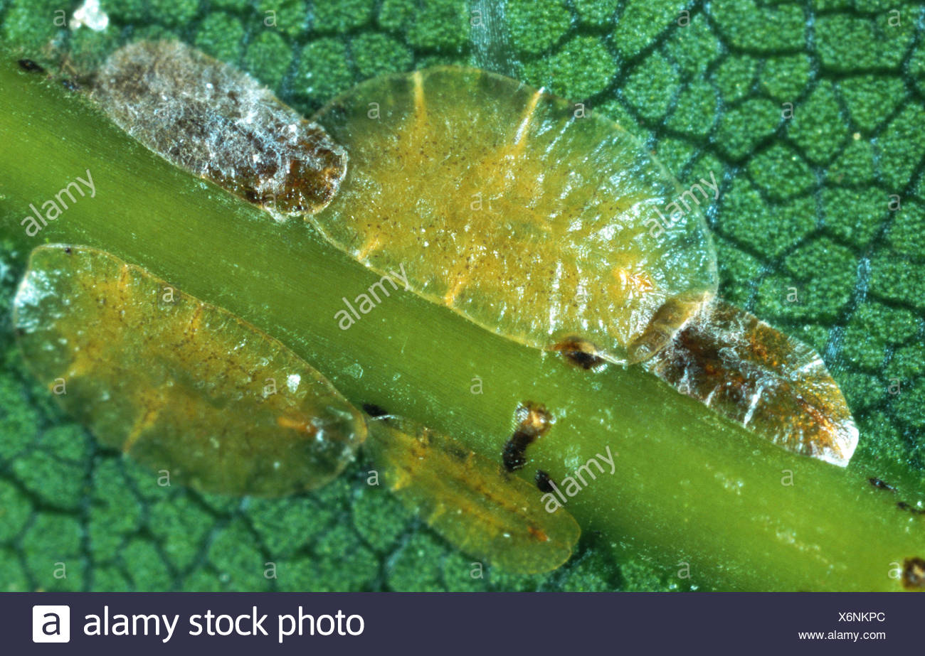 Soft Scale Insects Stock Photos & Soft Scale Insects Stock Images - Alamy