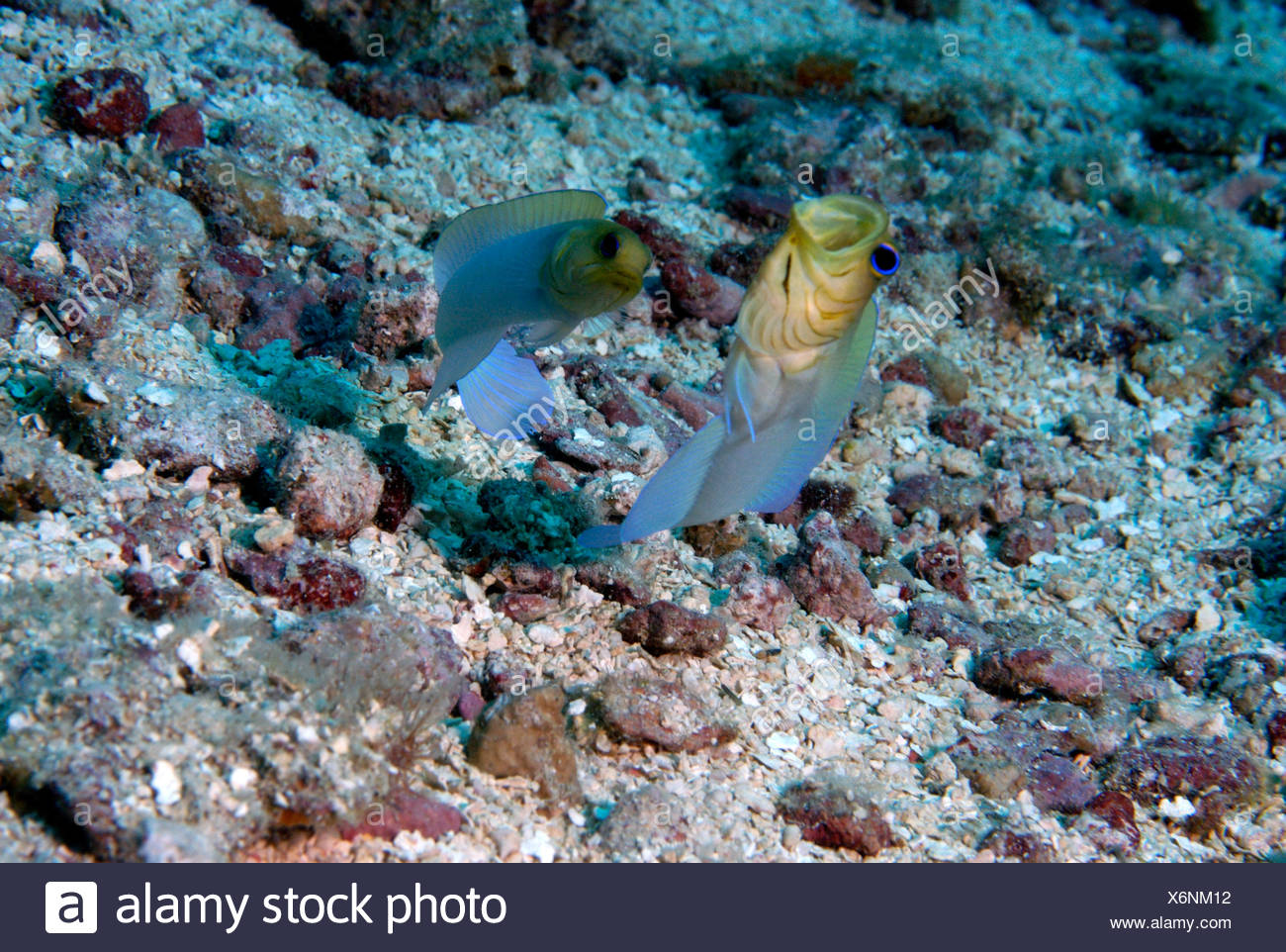 Jawfish High Resolution Stock Photography and Images - Alamy