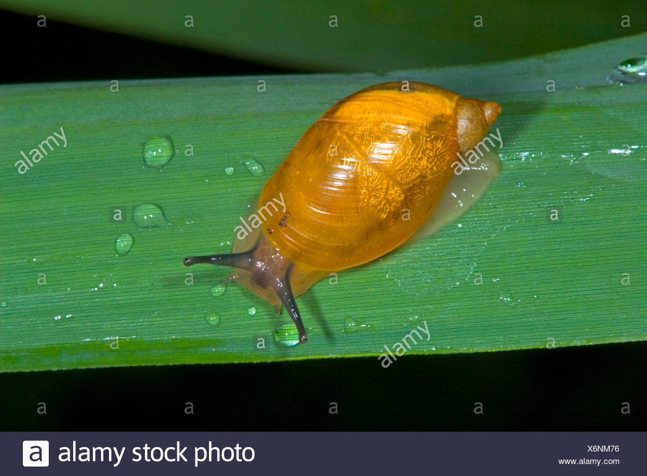 Large Amber Snail Stock Photos & Large Amber Snail Stock Images - Alamy