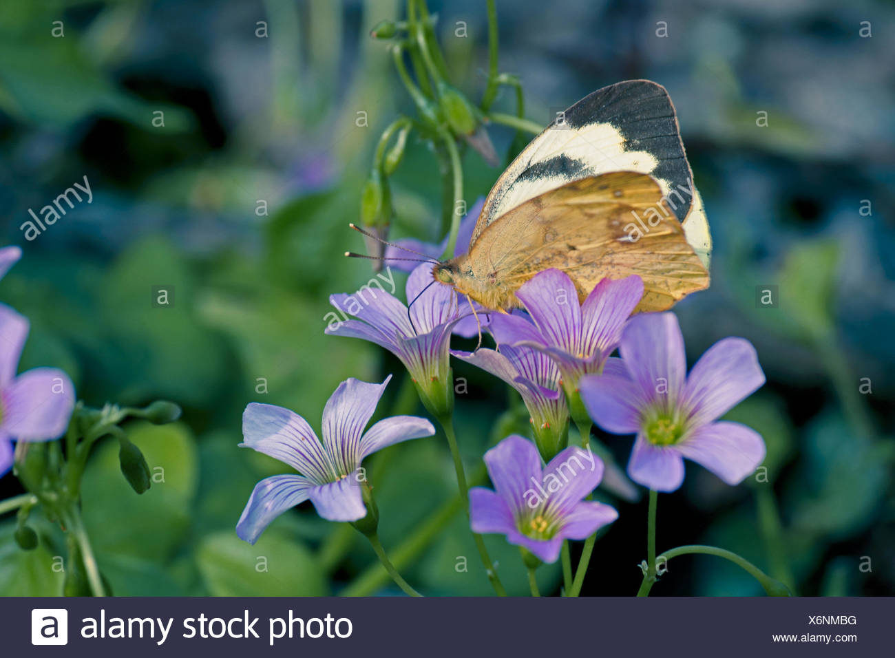 Ixias High Resolution Stock Photography and Images - Alamy