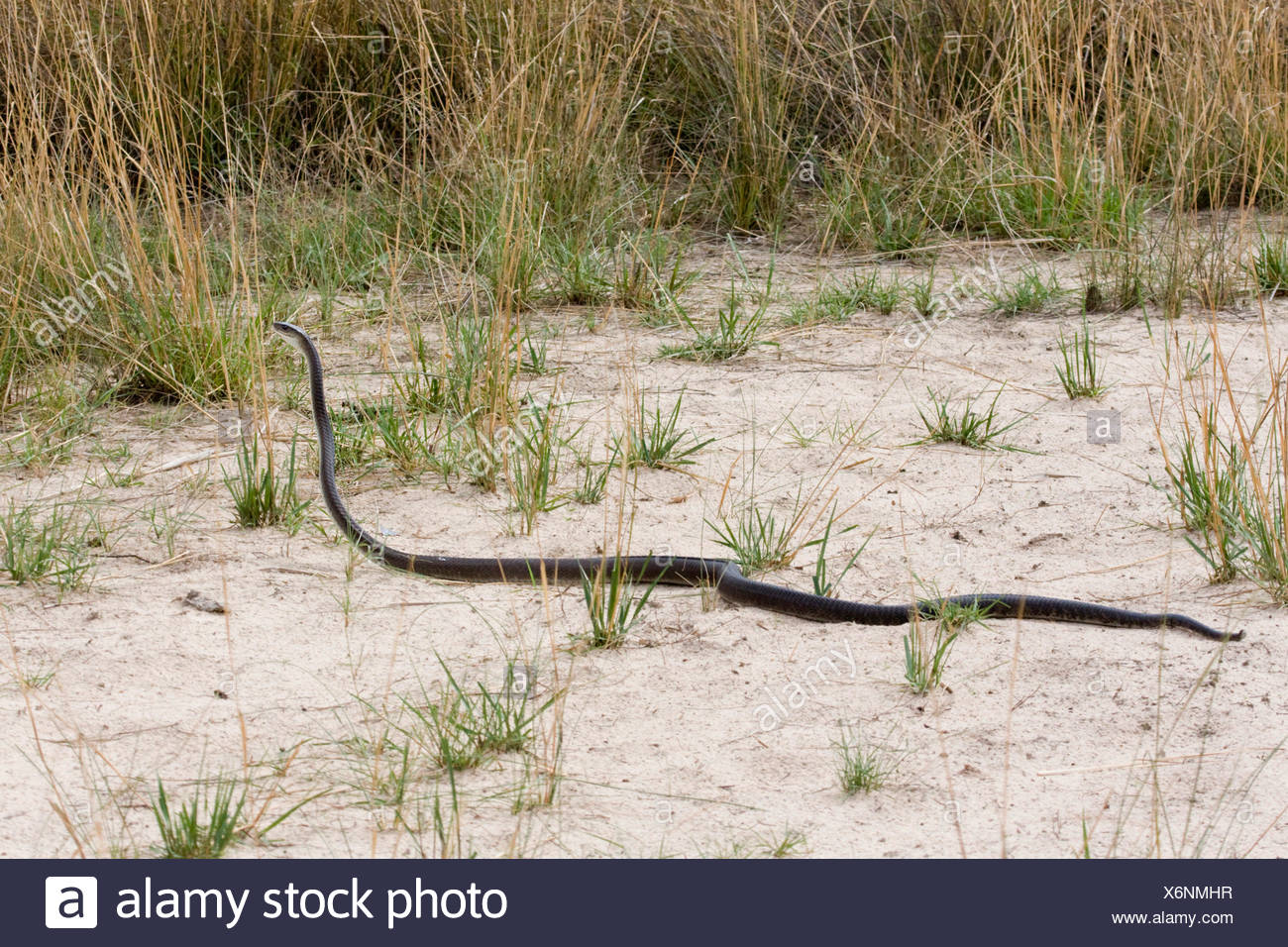 Black Mamba Snake High Resolution Stock Photography and Images - Alamy