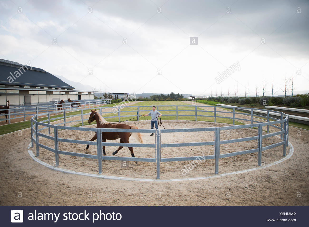 Horse Stands High Resolution Stock Photography and Images - Alamy