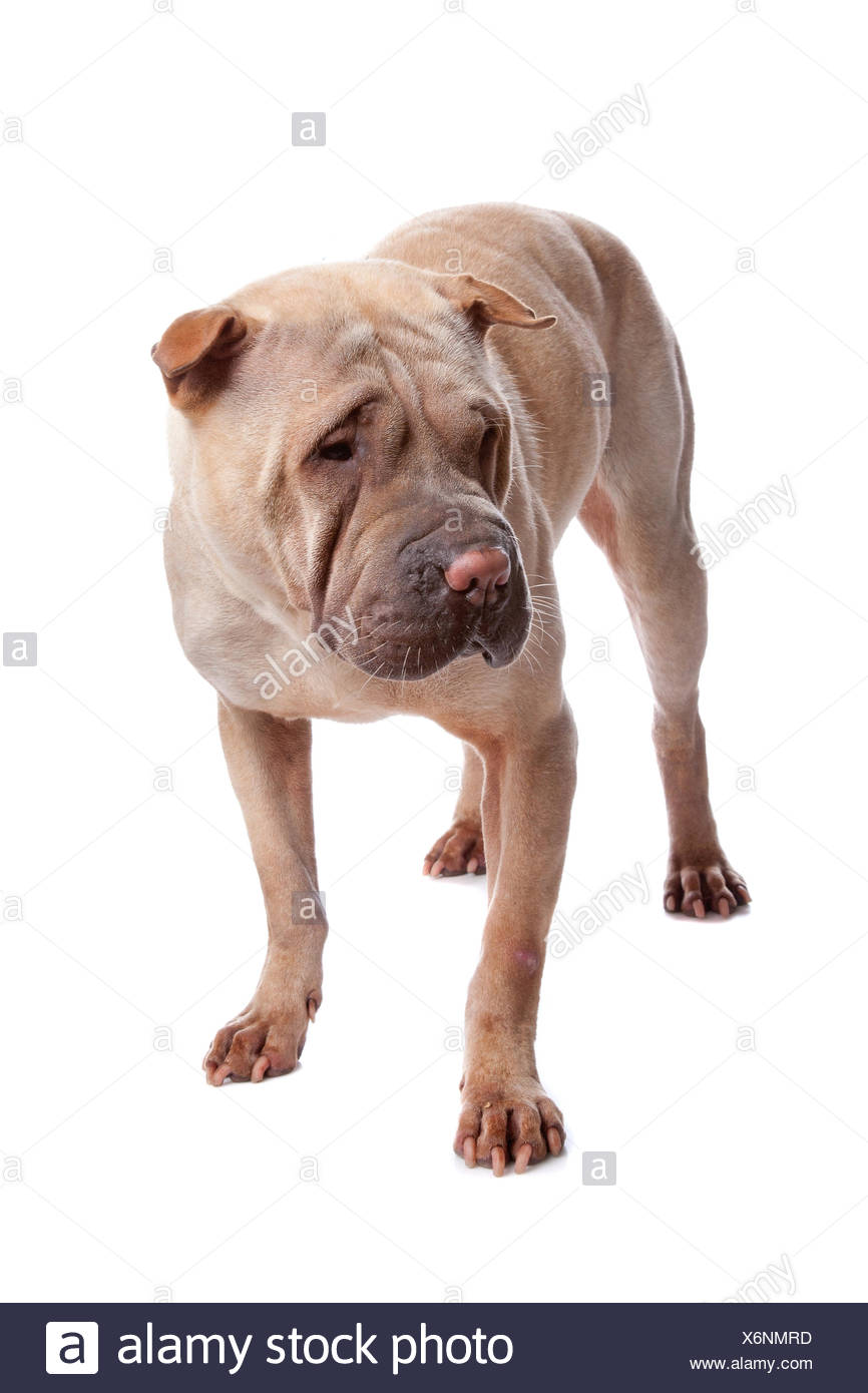 Chinese Fighting Dog High Resolution Stock Photography and Images - Alamy
