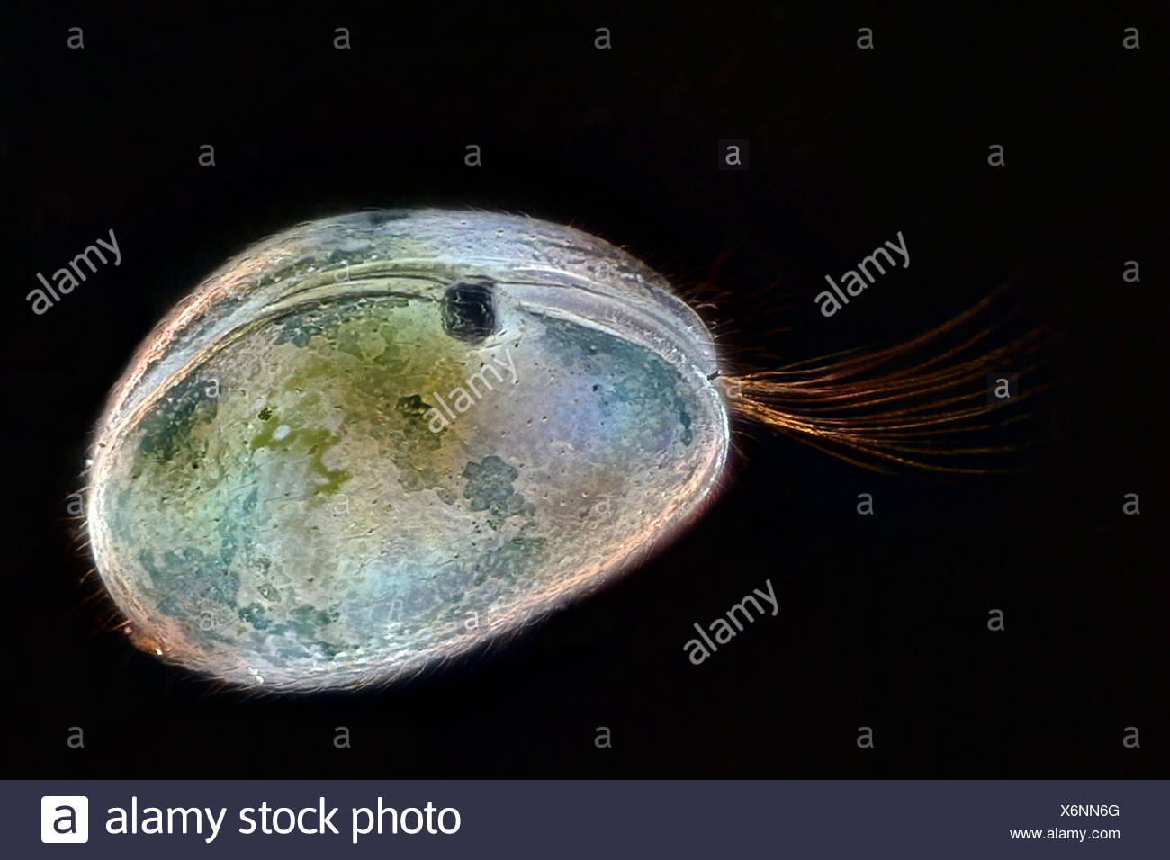 Ostracod High Resolution Stock Photography and Images - Alamy