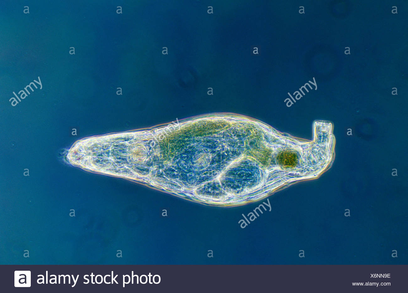 Rotifer Or Rotifers Or Stephanoceros High Resolution Stock Photography ...
