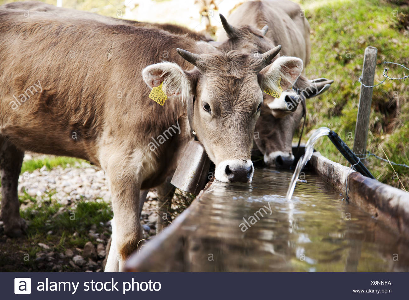 Cattle Drinking From Trough Stock Photos & Cattle Drinking From Trough ...