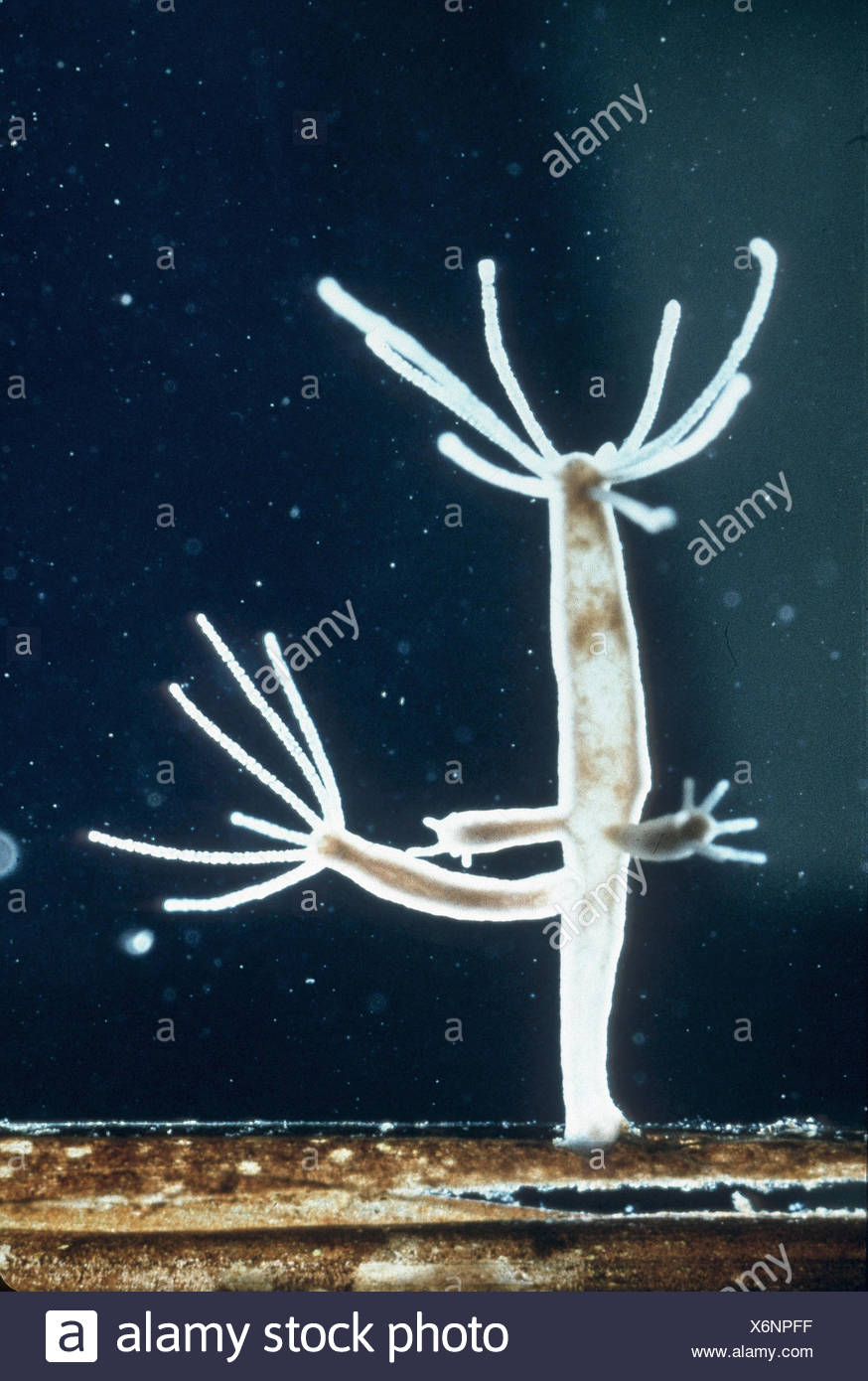 Coelenteraten Stock Photos & Coelenteraten Stock Images - Alamy