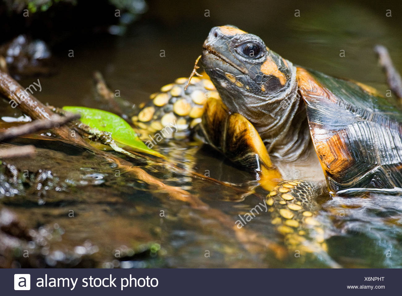 Closeup Turtle High Resolution Stock Photography and Images - Alamy