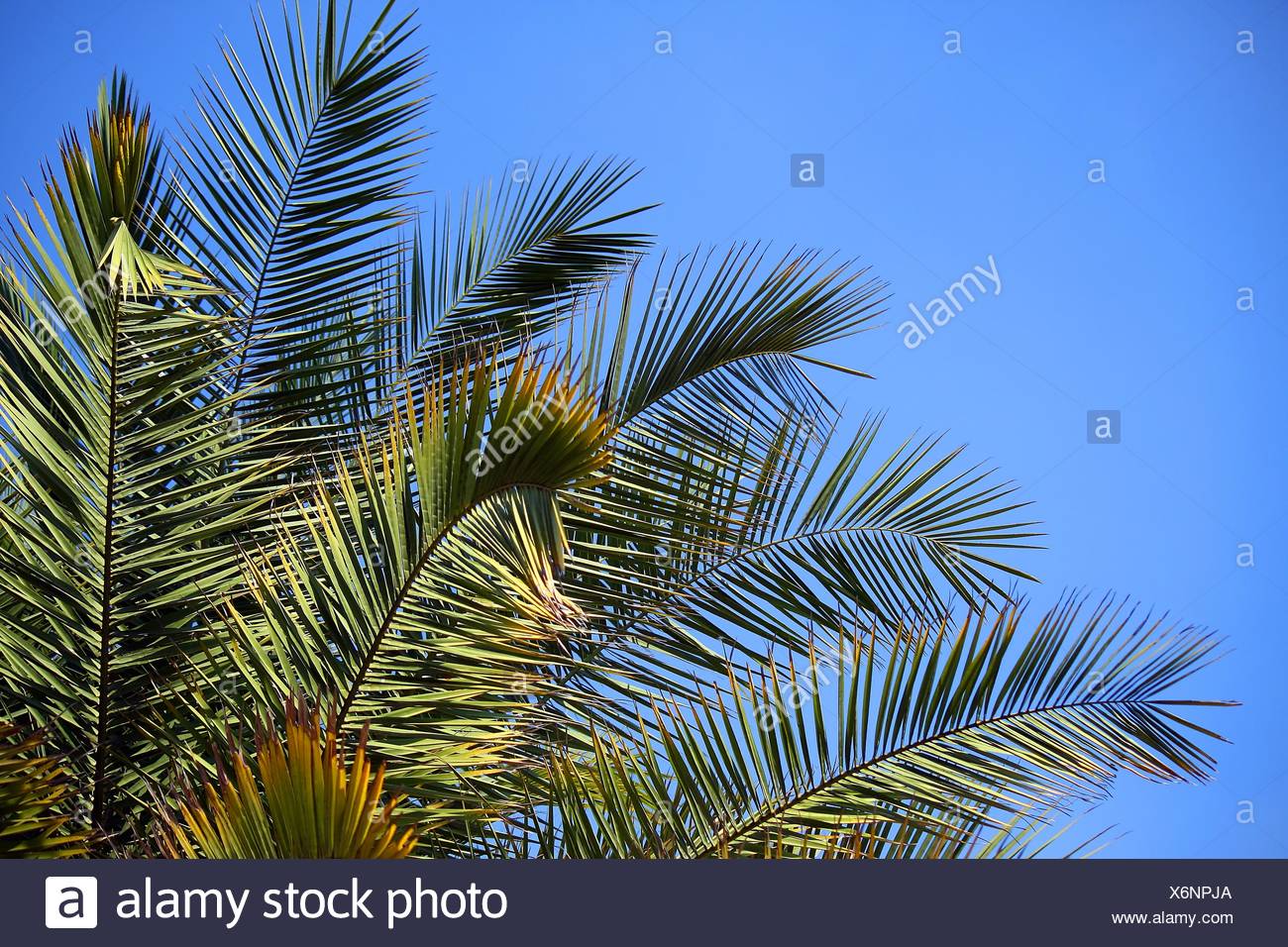 Doum Palm Tree High Resolution Stock Photography and Images - Alamy