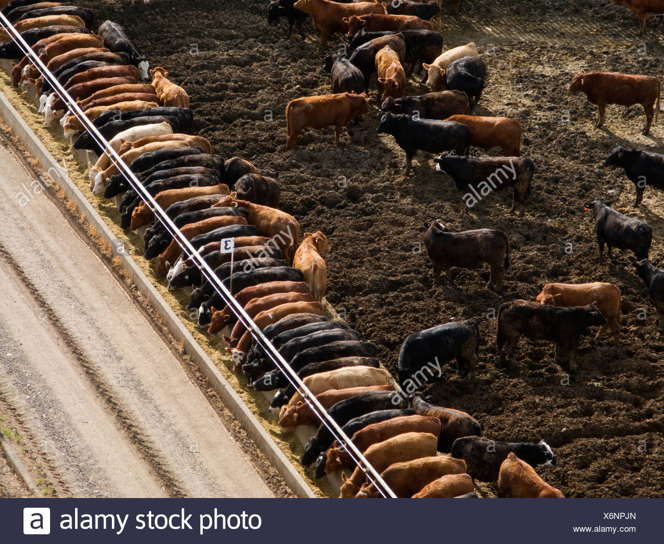 Cows Lined Up High Resolution Stock Photography and Images - Alamy