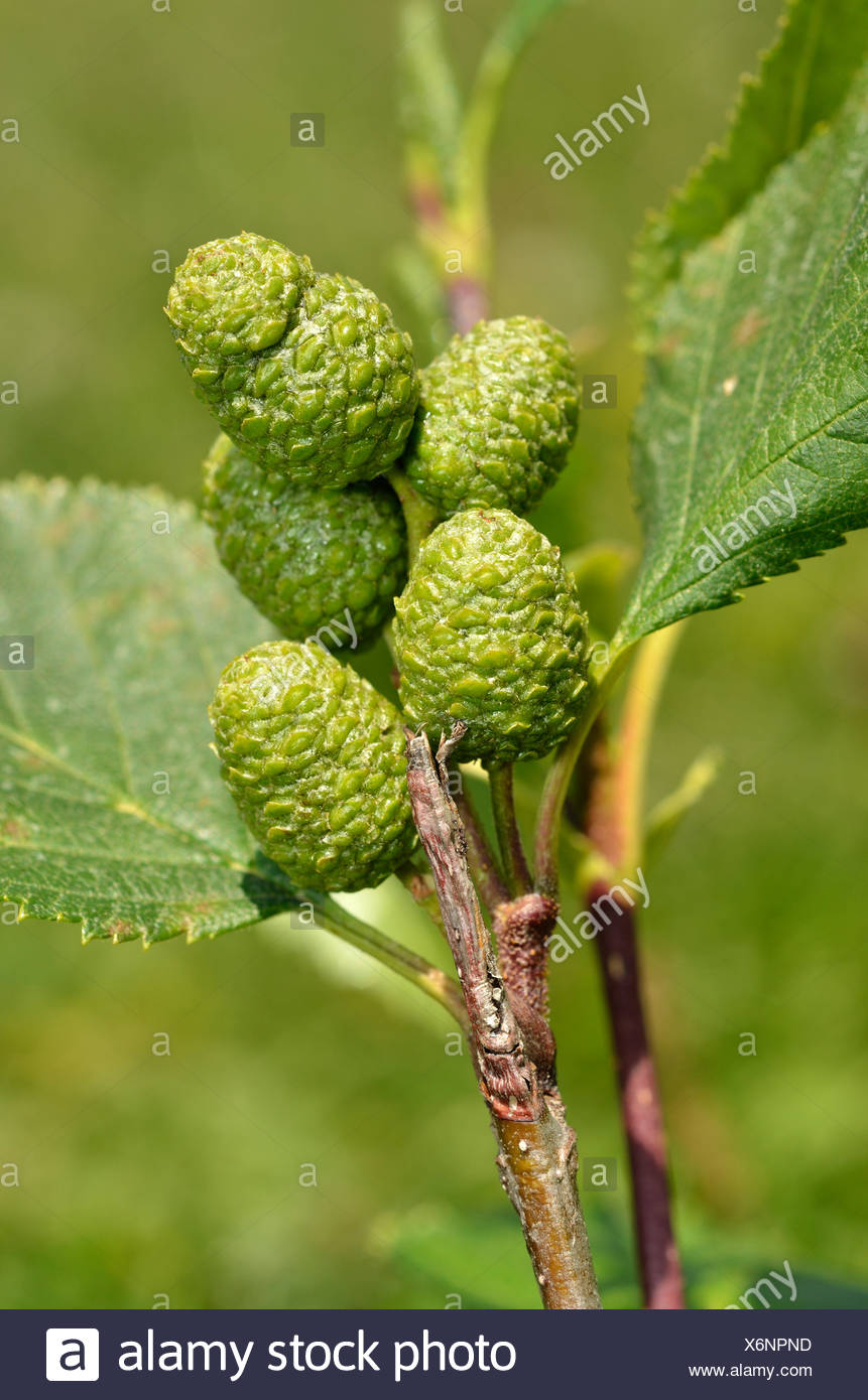 Grey Alder High Resolution Stock Photography and Images - Alamy