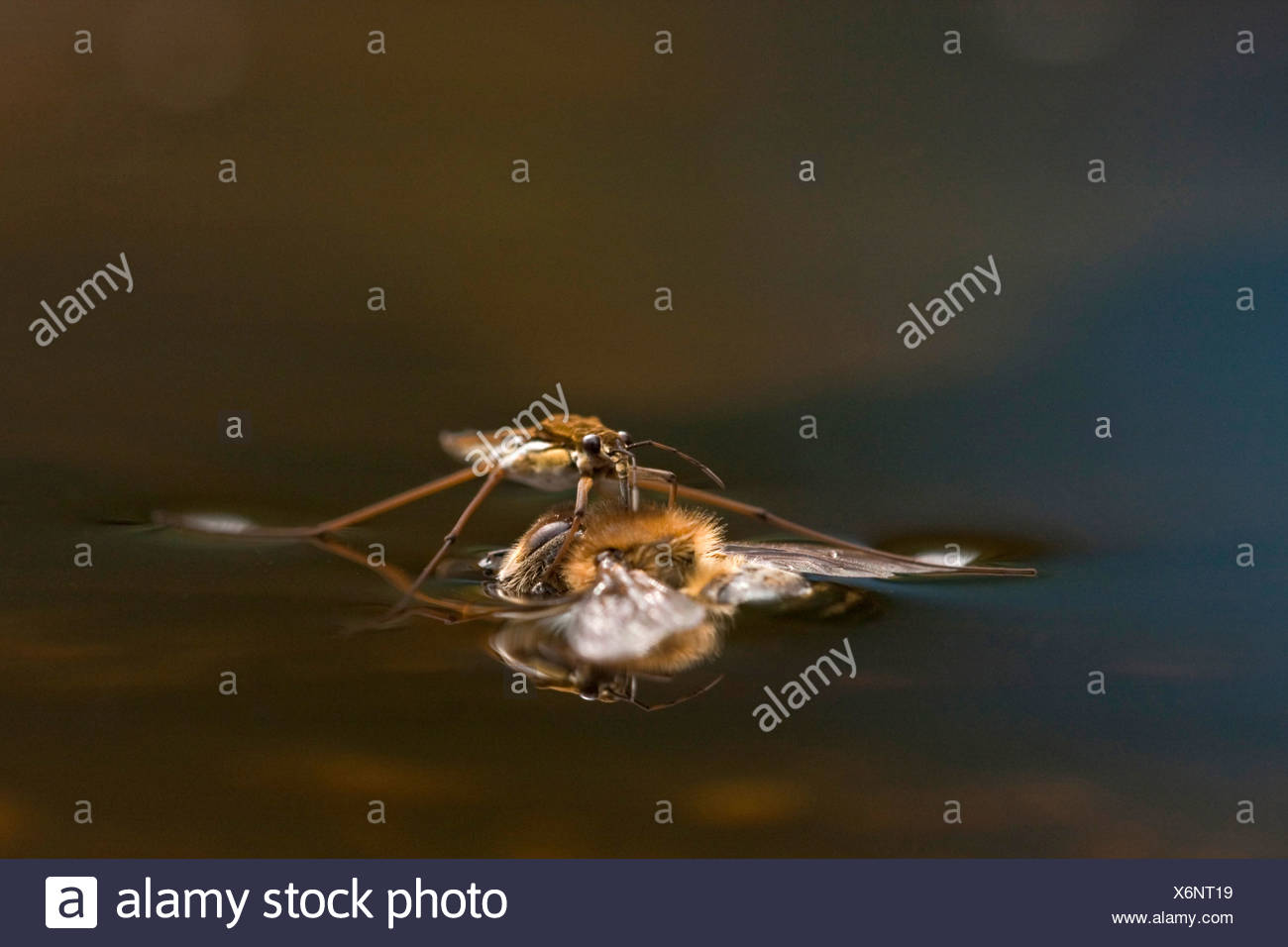 Pond Water Strider Pond Skipper High Resolution Stock Photography and ...