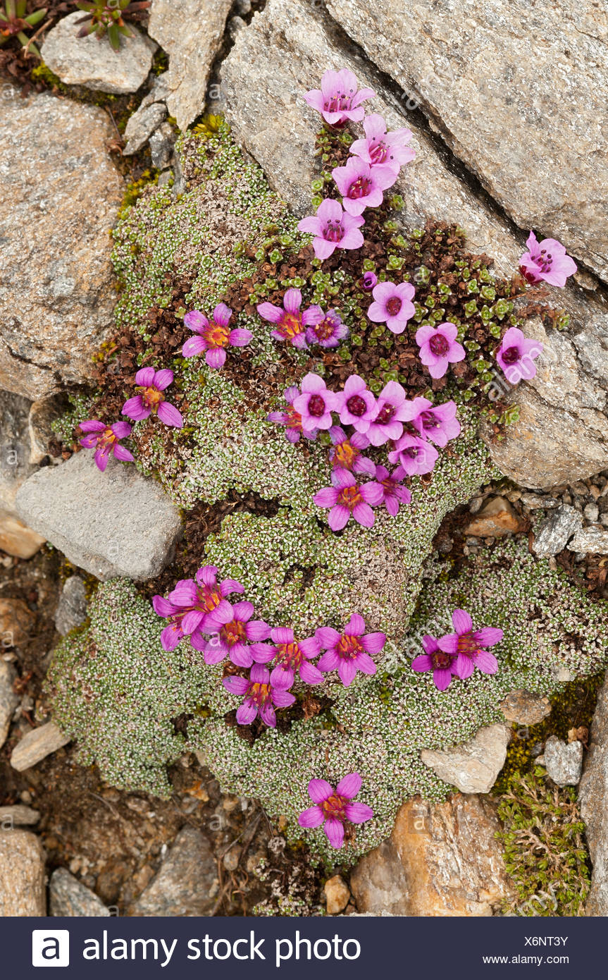 Saxifrages Stock Photos & Saxifrages Stock Images - Alamy