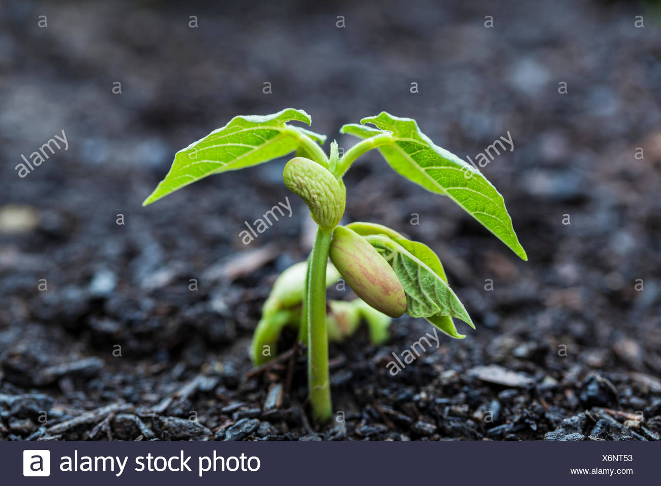 Seedling Cotyledons First True Leaves High Resolution Stock Photography ...