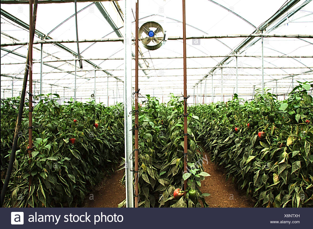 Greenhouse Agriculture Israel Stock Photos & Greenhouse Agriculture ...