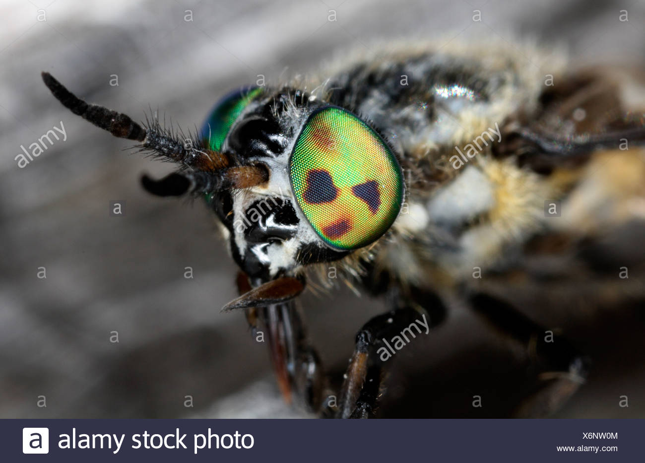 Cleg Stock Photos & Cleg Stock Images - Alamy