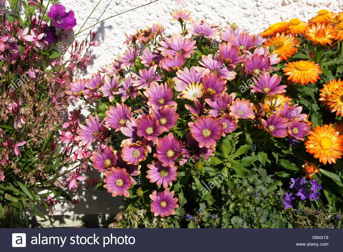Cape Marguerite High Resolution Stock Photography and Images - Alamy