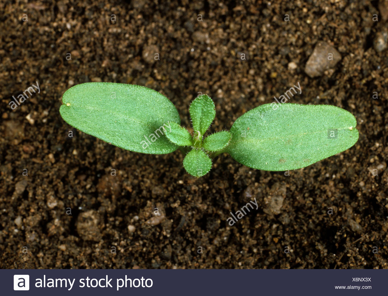 Leaf Whorl High Resolution Stock Photography and Images - Alamy