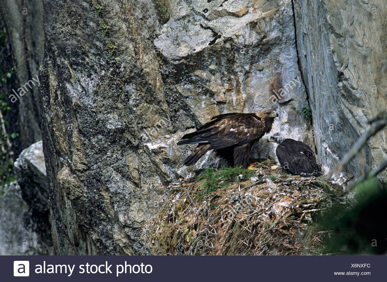 Golden Eagle Nest High Resolution Stock Photography and Images - Alamy