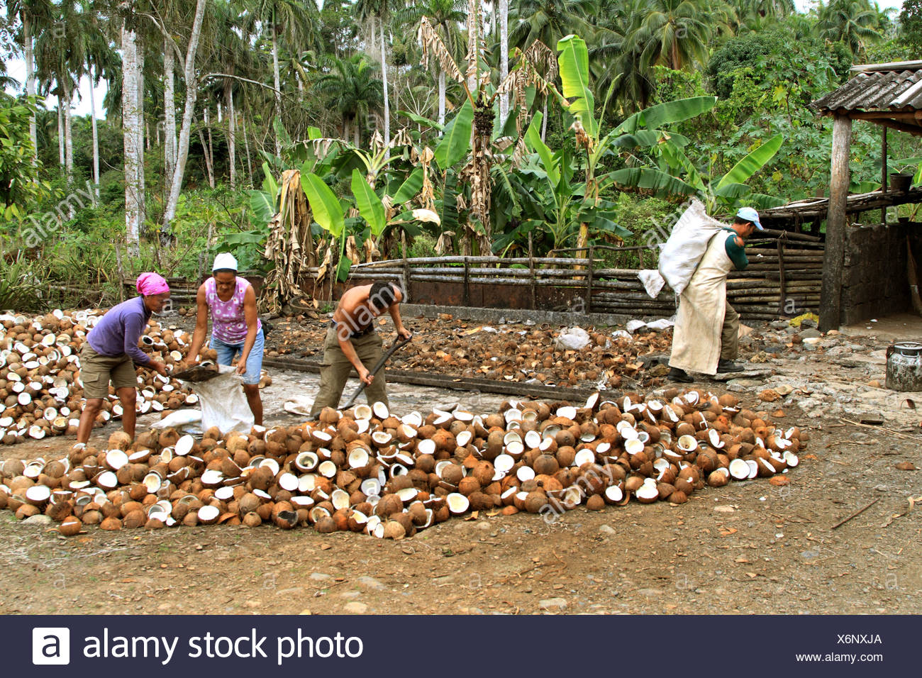 Coconut Handicraft High Resolution Stock Photography and Images - Alamy