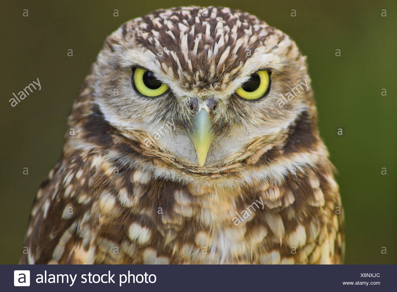 Burrowing Owl Head High Resolution Stock Photography and Images - Alamy