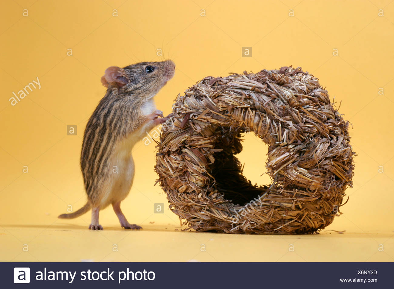 Grasmaus Stock Photos & Grasmaus Stock Images - Alamy