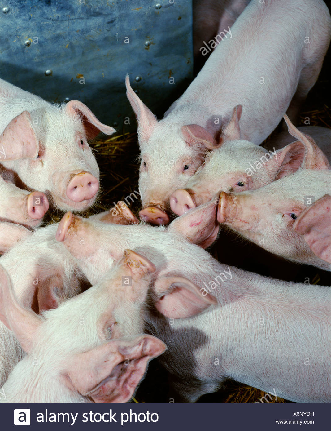 Landrace Pigs High Resolution Stock Photography and Images - Alamy