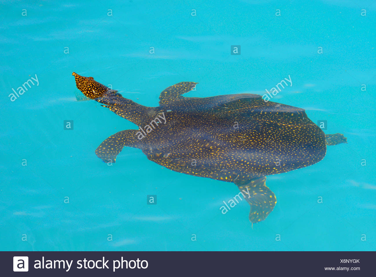 Turtle Shell Top View High Resolution Stock Photography and Images - Alamy