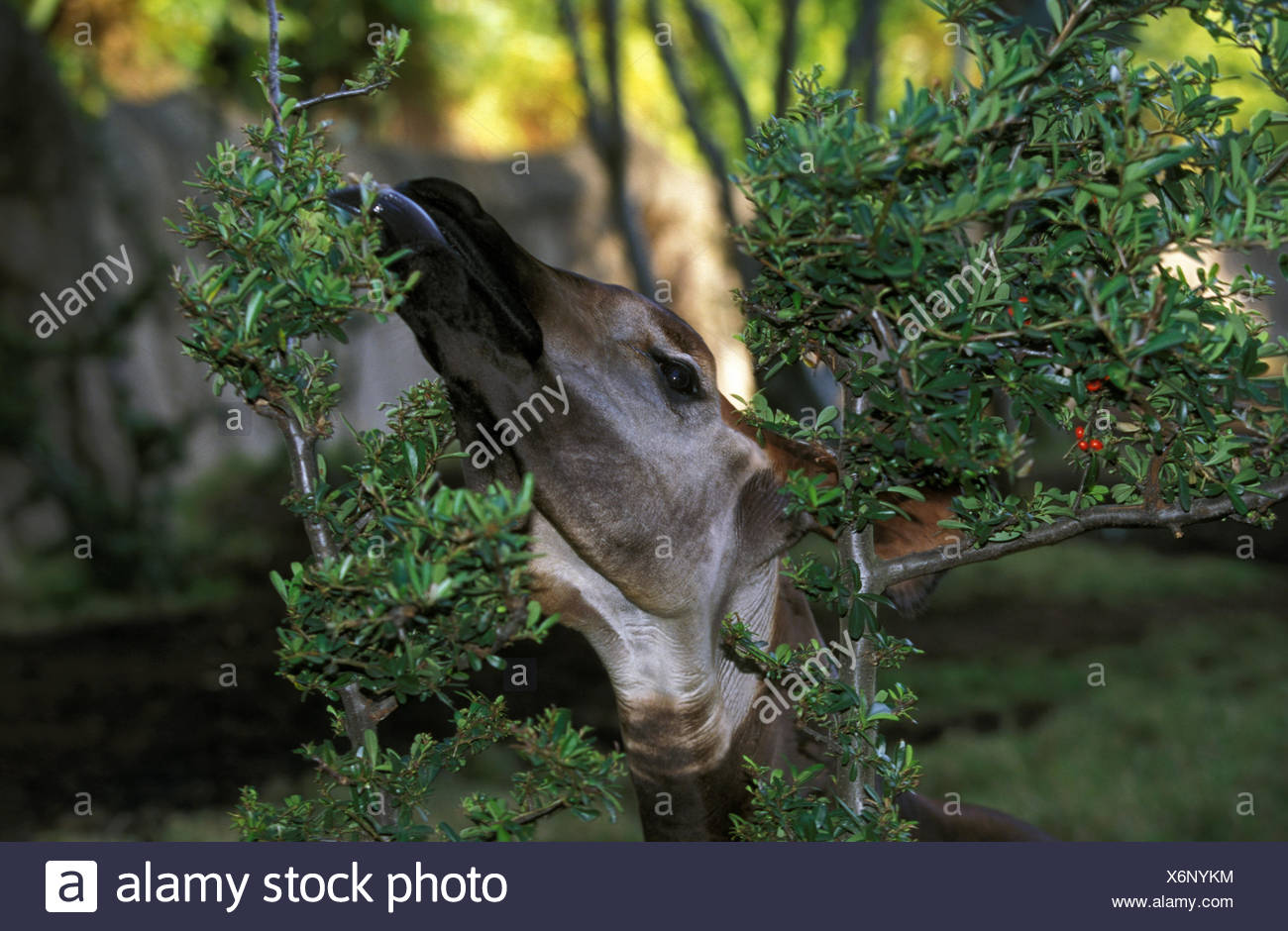 Okapi Eating Leaves High Resolution Stock Photography and Images - Alamy